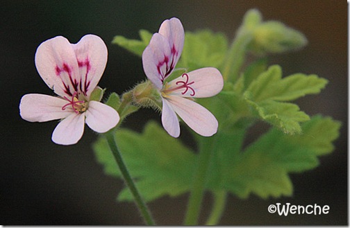 'P. graveolens Dr. Westerlund' | Twins Pelargonium